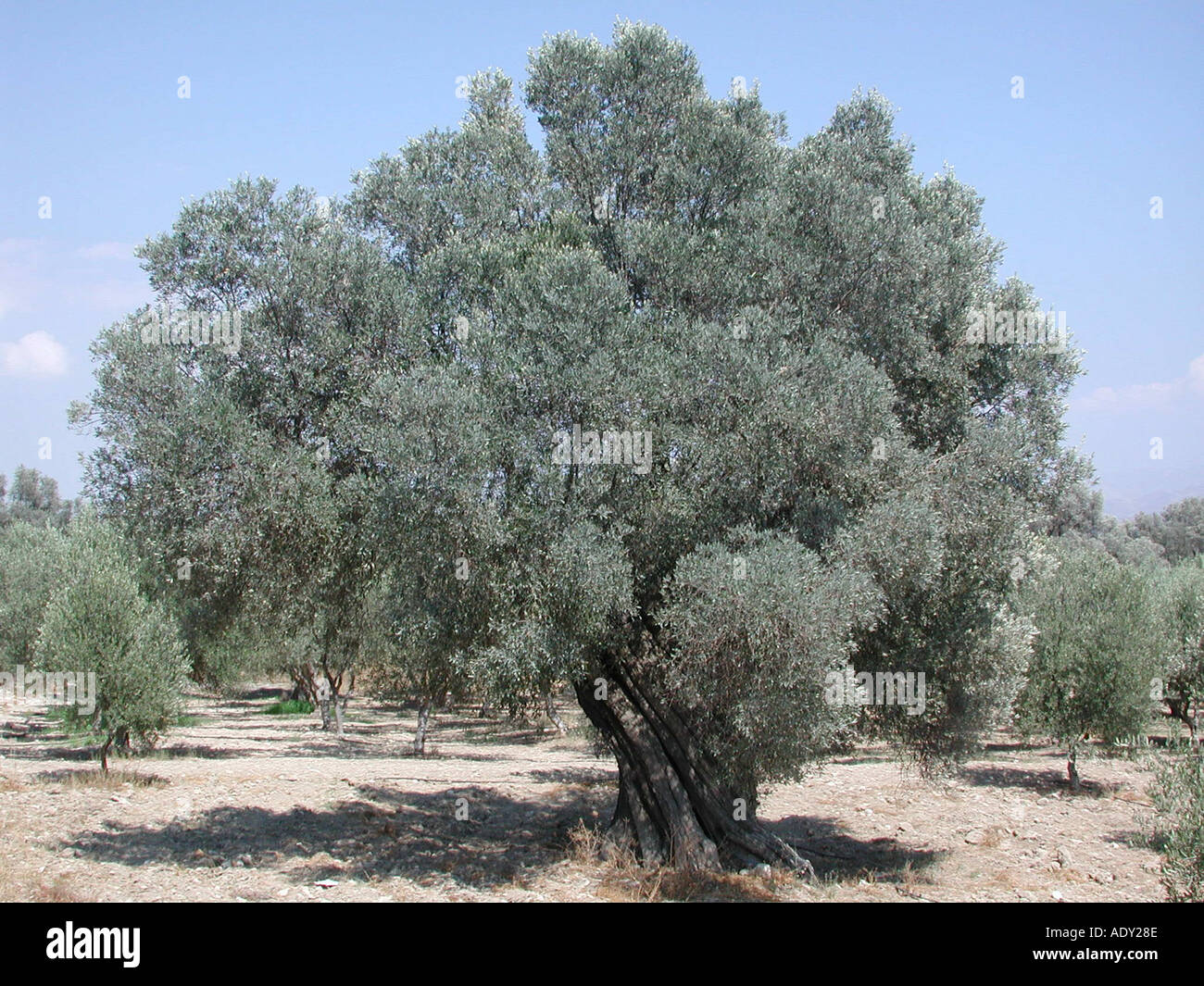 Olivetree hi-res stock photography and images - Alamy