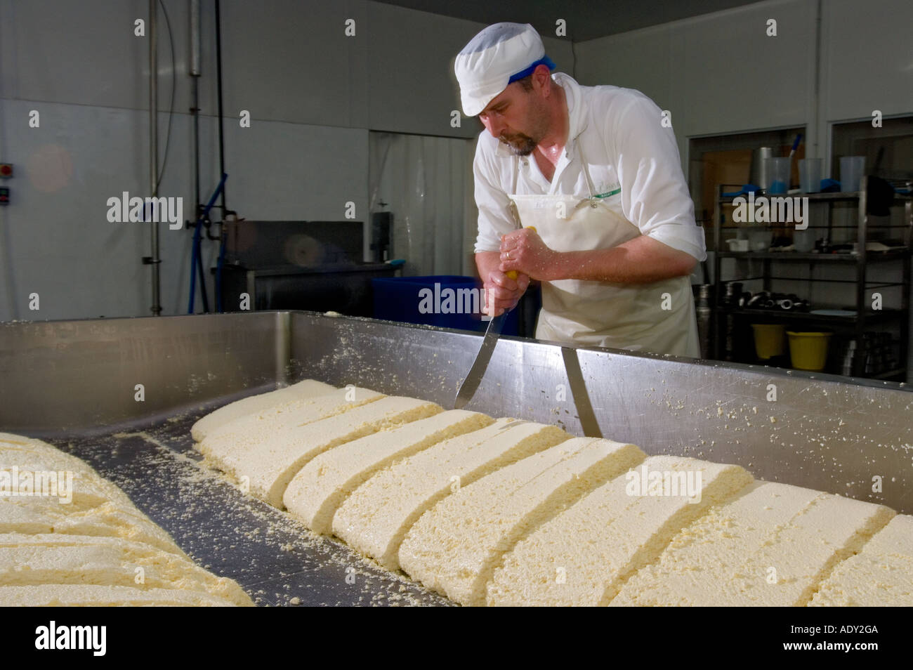 Splitting the curd and draining off the whey to make Traditional ...
