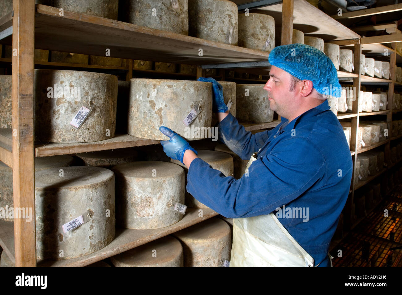 Racks of Traditional Farmhouse Cheddar cheeses which require turning ...