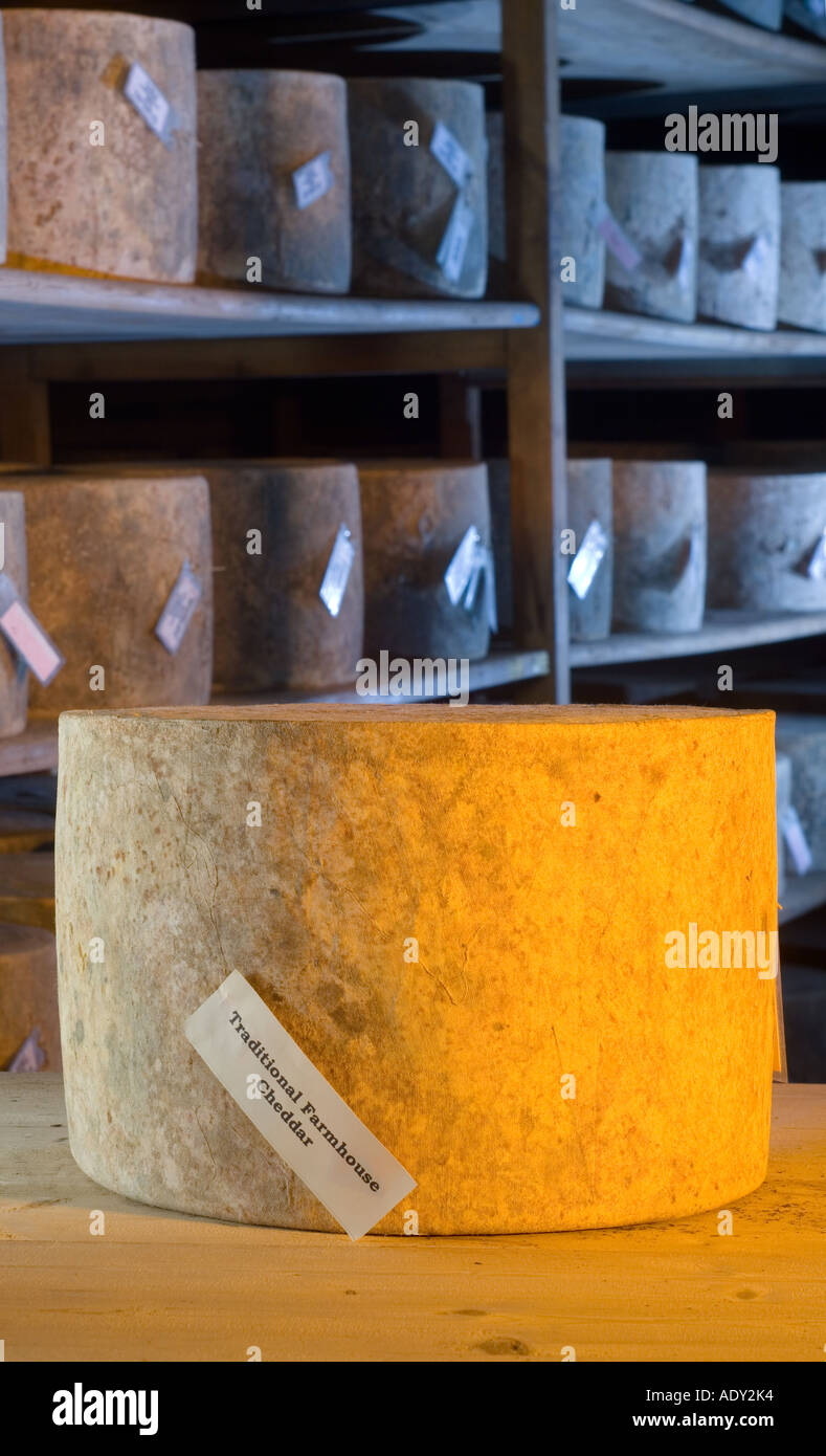 Racks of Traditional Farmhouse Cheddar cheeses maturing at Westcombe ...