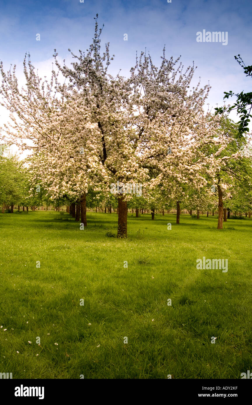 Apple brandy orchard england hi-res stock photography and images - Alamy