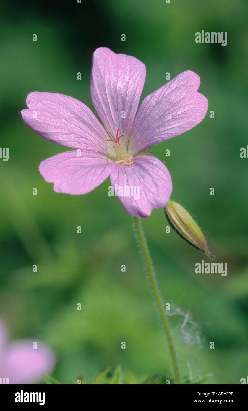 Blood Red Cranesbill High Resolution Stock Photography and Images - Alamy