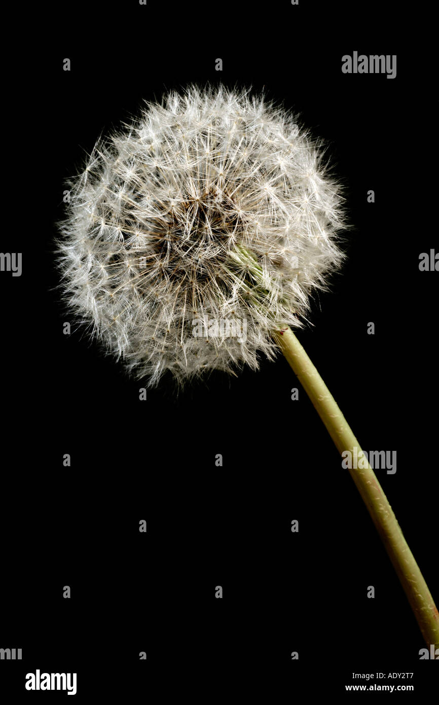 Dandelion seed germination hi-res stock photography and images - Alamy