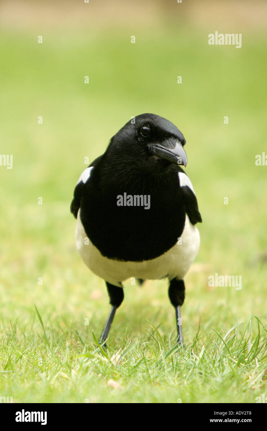 Collector bird hi-res stock photography and images - Alamy