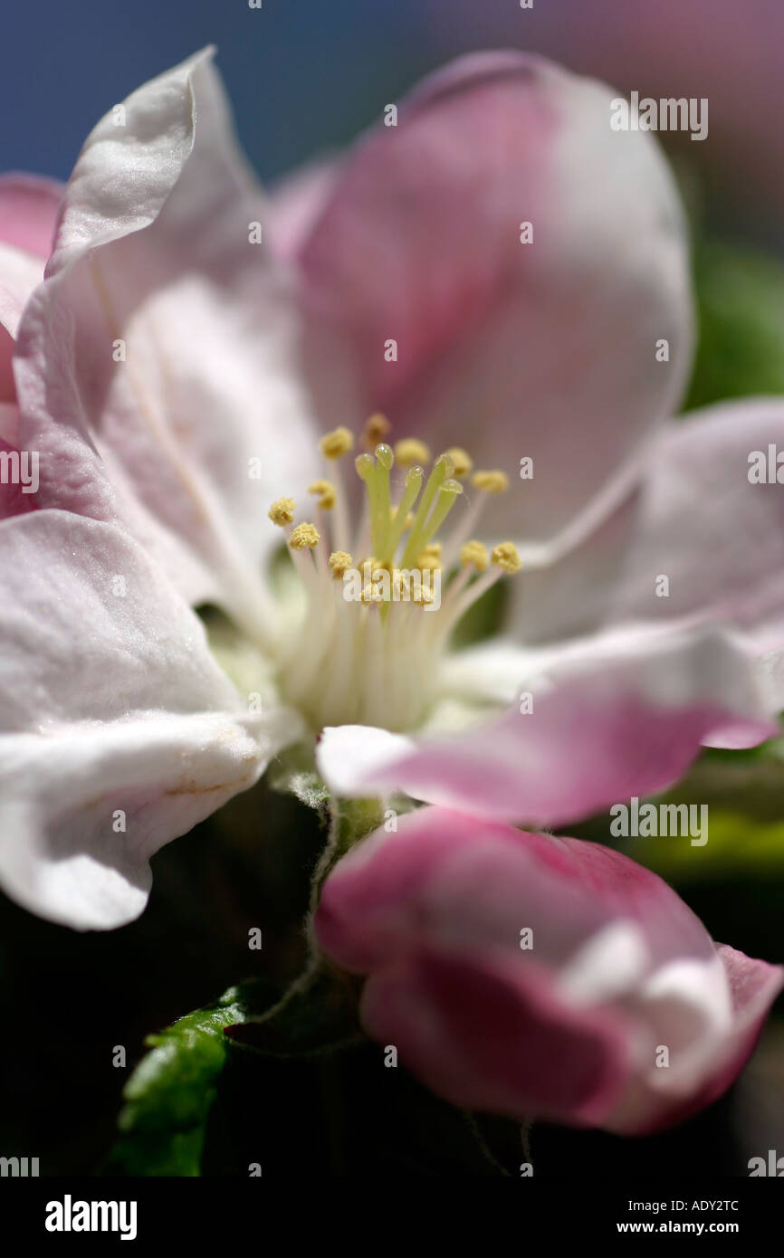 Pollination plant apple hi-res stock photography and images - Alamy