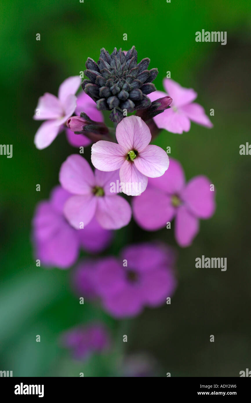 Perennial wallflower ‘bowles’ mauve’ hi-res stock photography and ...