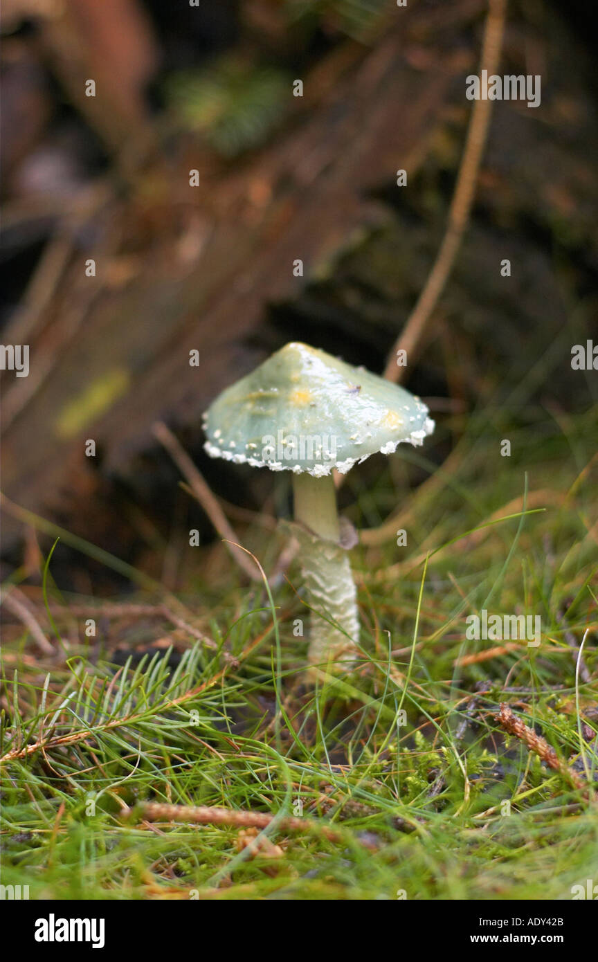 Verdigris agaric fungi hi-res stock photography and images - Alamy