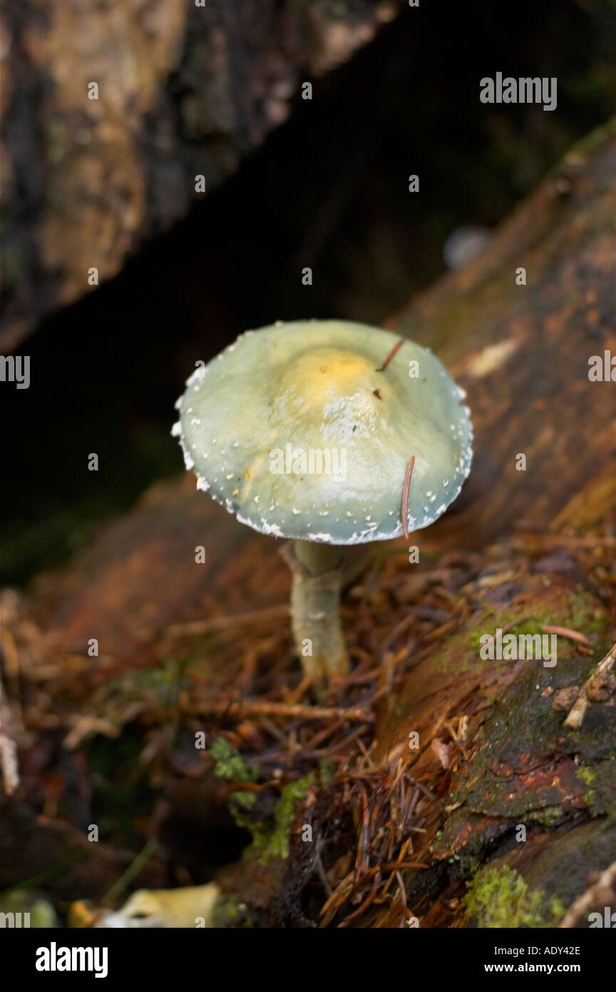 Verdigris agaric fungi hi-res stock photography and images - Alamy