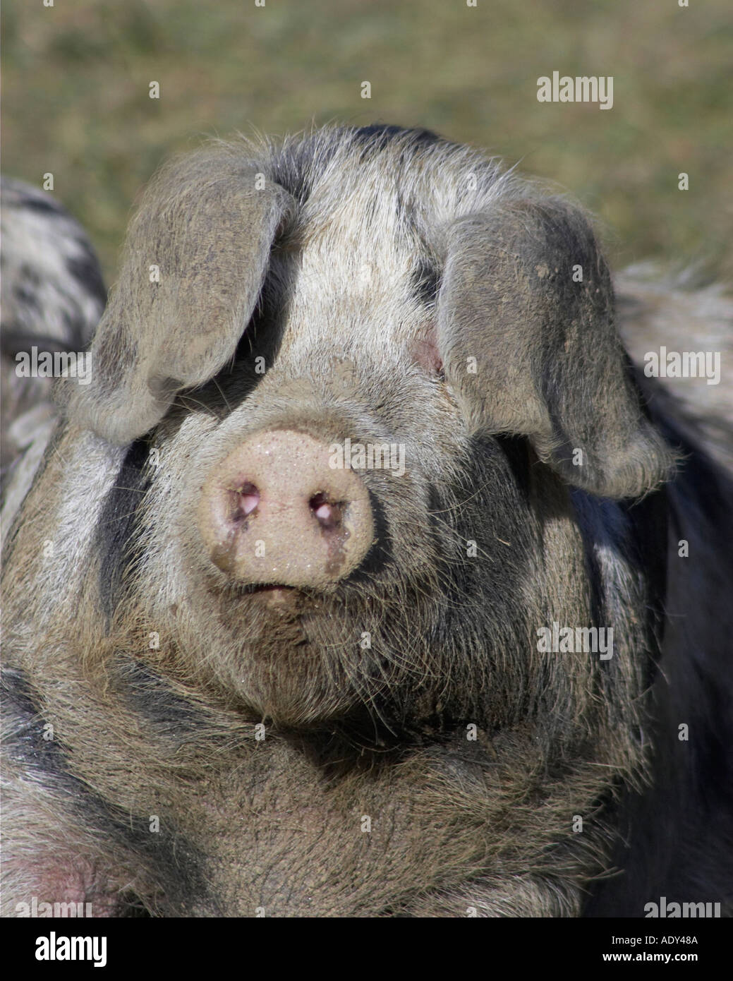 Pig noses hi-res stock photography and images - Alamy