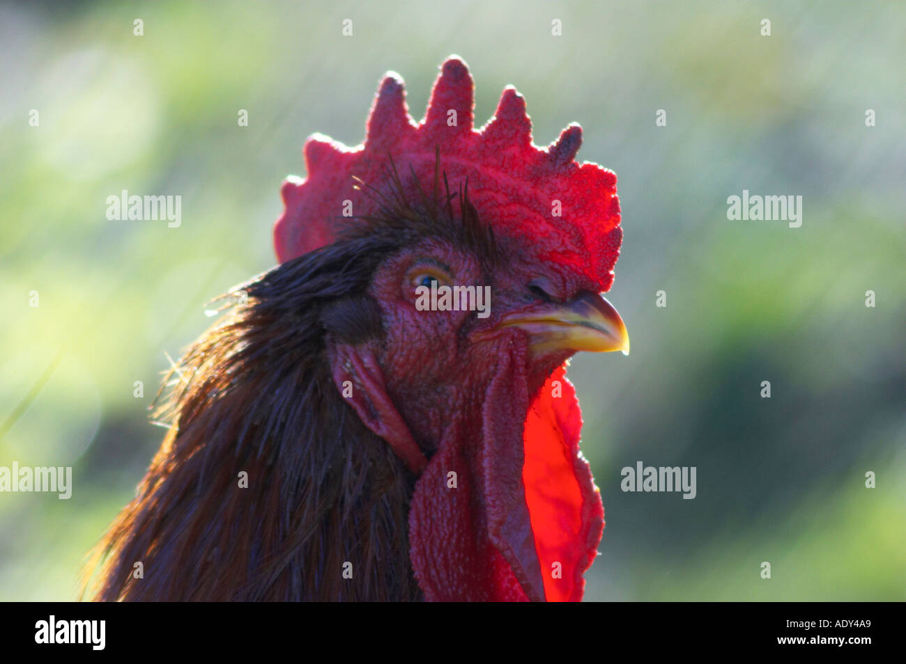 Rooster parts hi-res stock photography and images - Alamy
