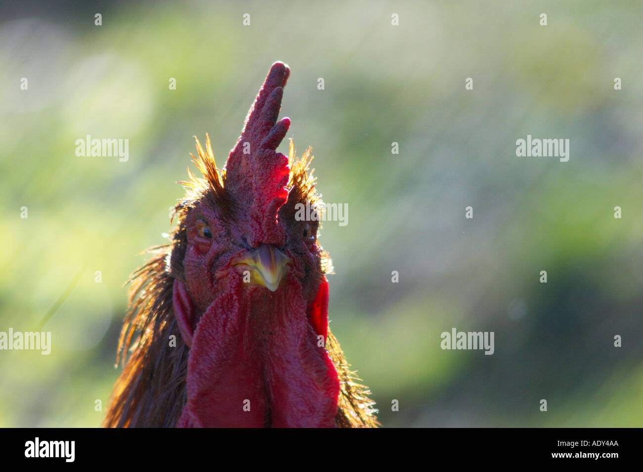 Heads of roosters hi-res stock photography and images - Alamy