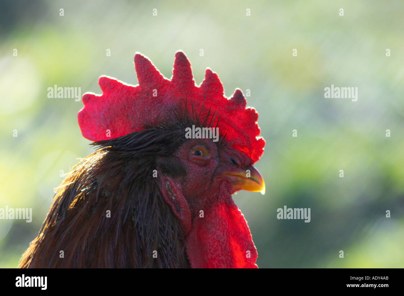 Rooster parts hi-res stock photography and images - Alamy