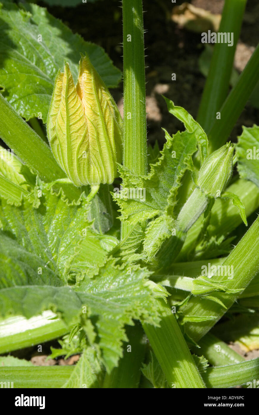 Courgette plant and early flower Stock Photo - Alamy