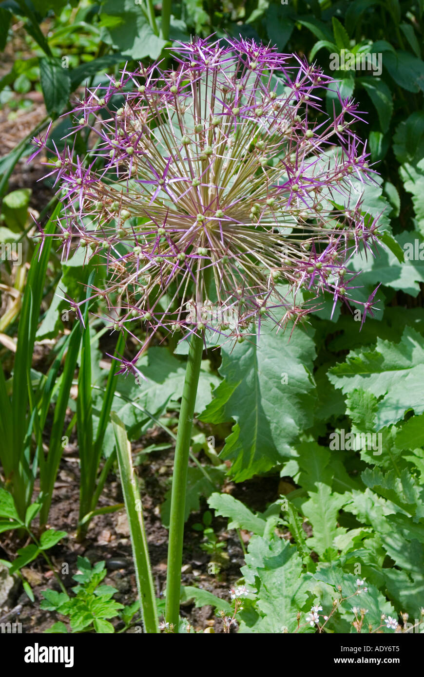 Allium cristophii purple spikey flower in bloom Stock Photo - Alamy