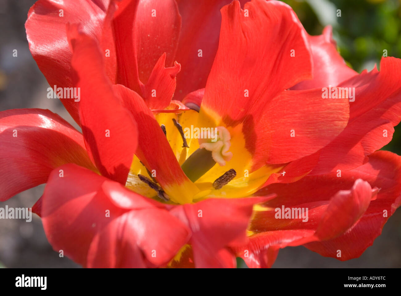 Red tulip flower head Stock Photo - Alamy Red tulip flower head Stock Photo - Alamy