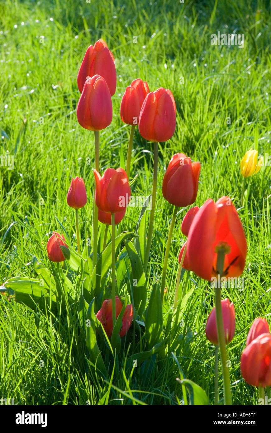 Wild red tulips Stock Photo - Alamy