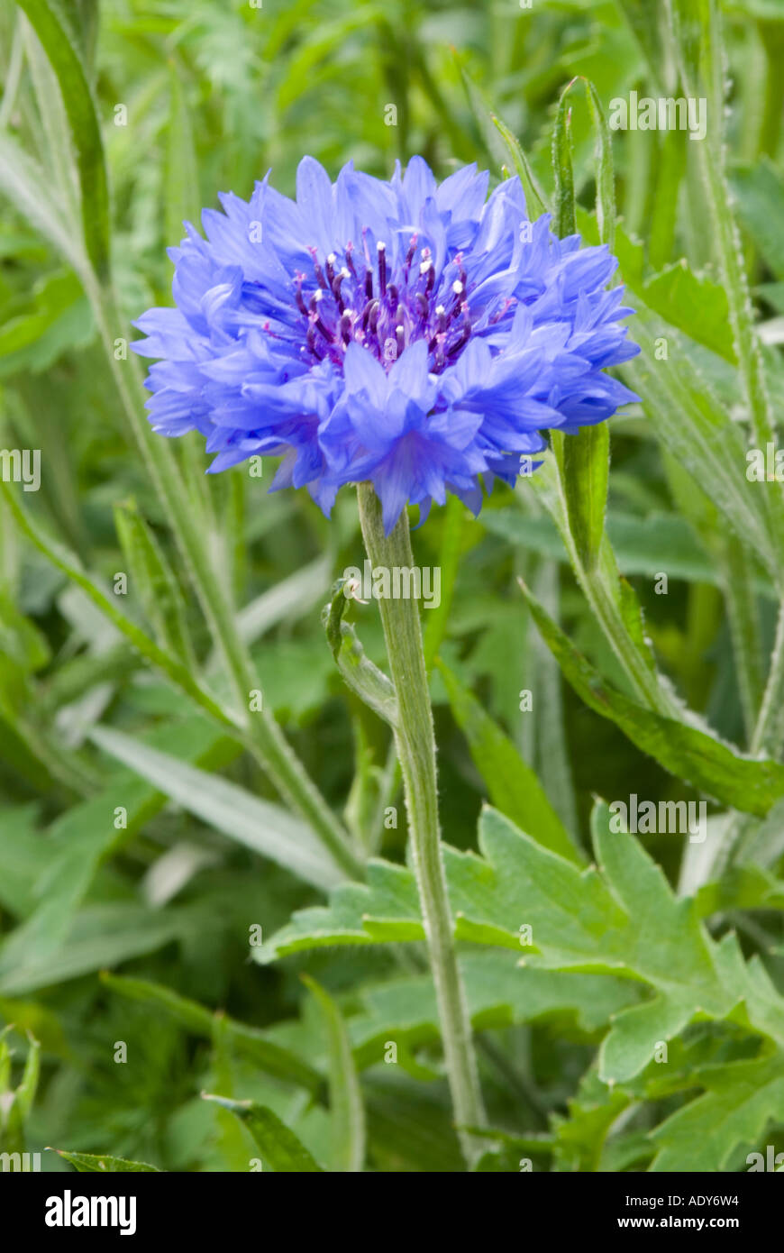 Blue cornflower in bloom Stock Photo - Alamy