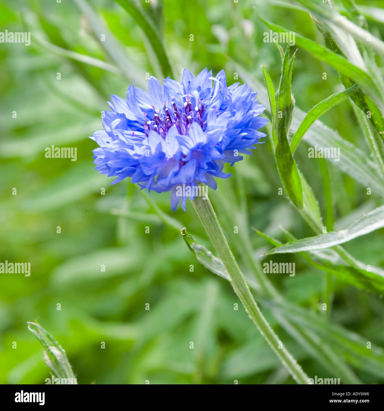Blue cornflower in bloom Stock Photo - Alamy