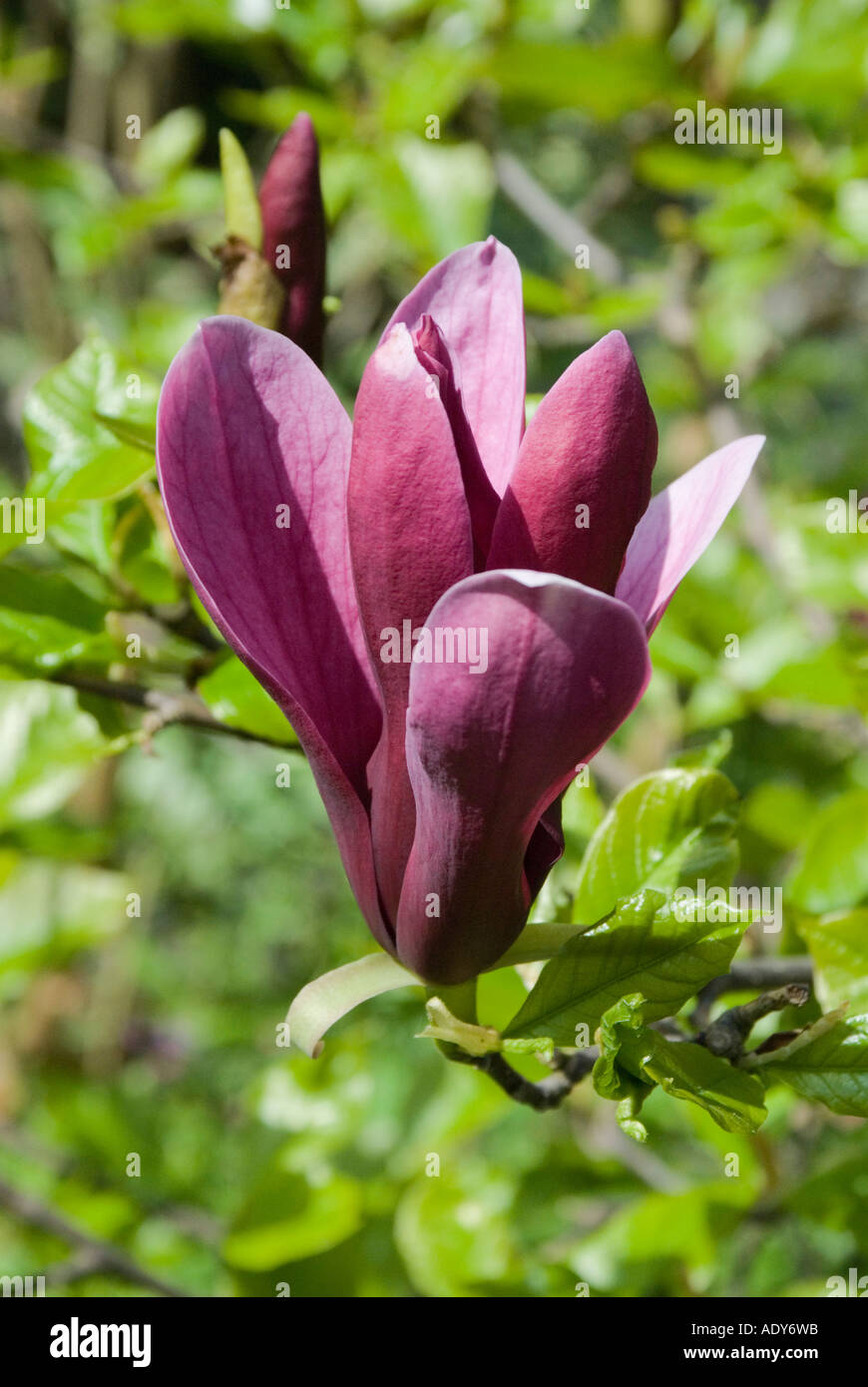 Magnolia purple liliflora Stock Photo - Alamy