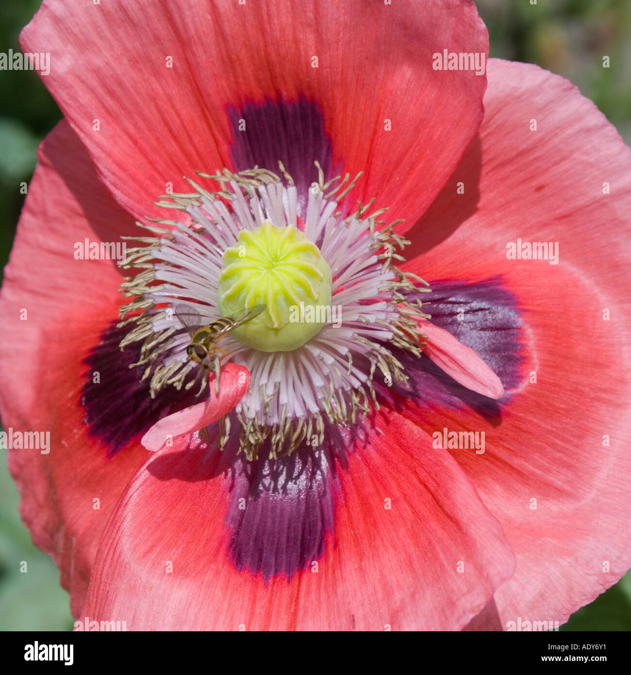 Poppy flower head Stock Photo - Alamy