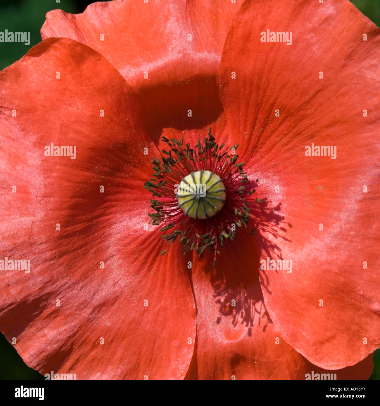 Red poppy flower head Stock Photo - Alamy