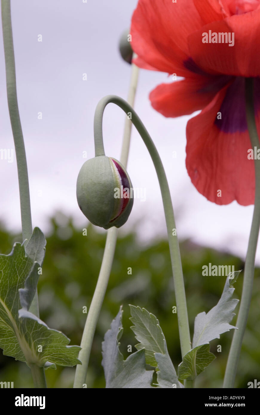 Poppy budding flower Stock Photo - Alamy