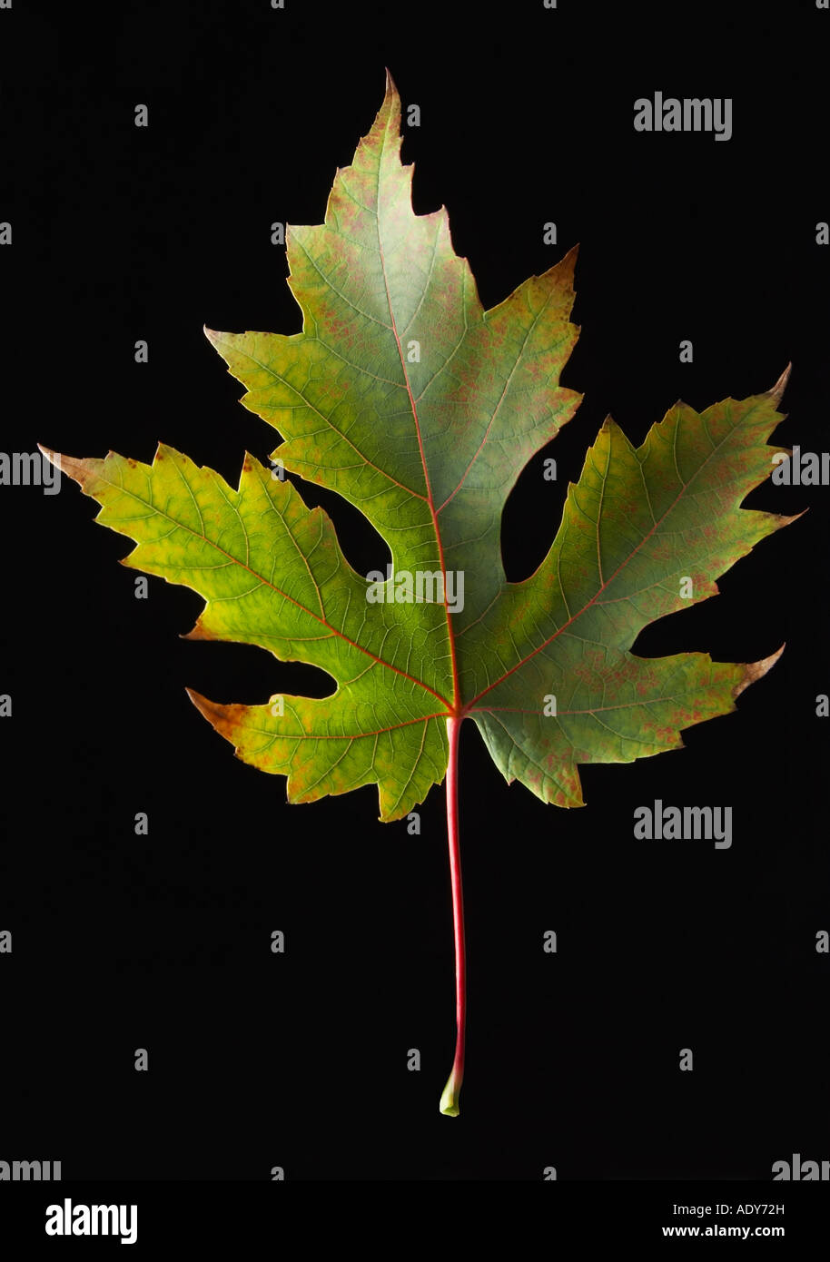 Canadian maple leaf icon hi-res stock photography and images - Alamy
