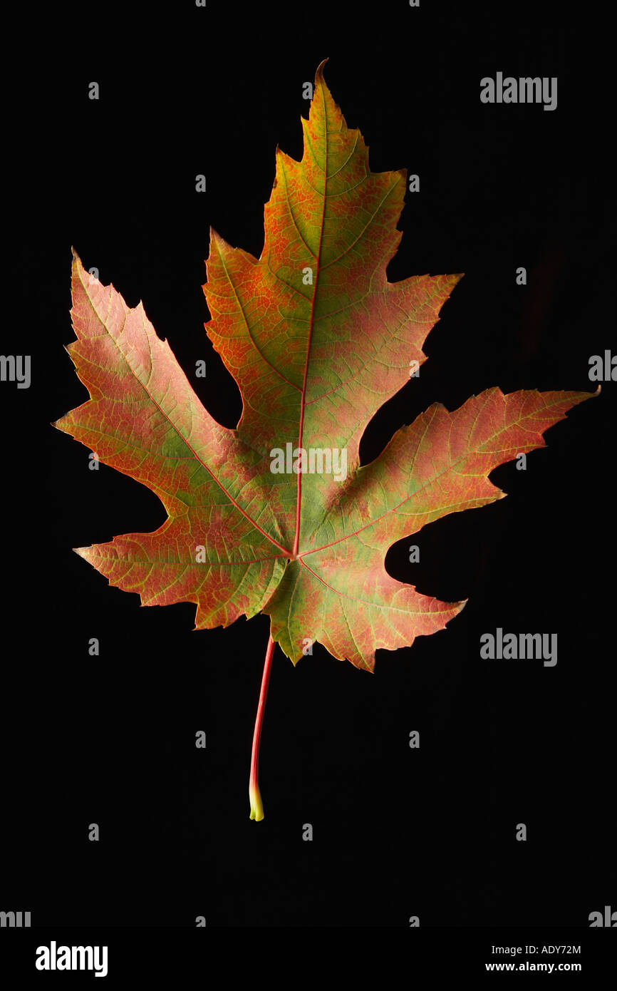 Variegated maple leaf hi-res stock photography and images - Alamy