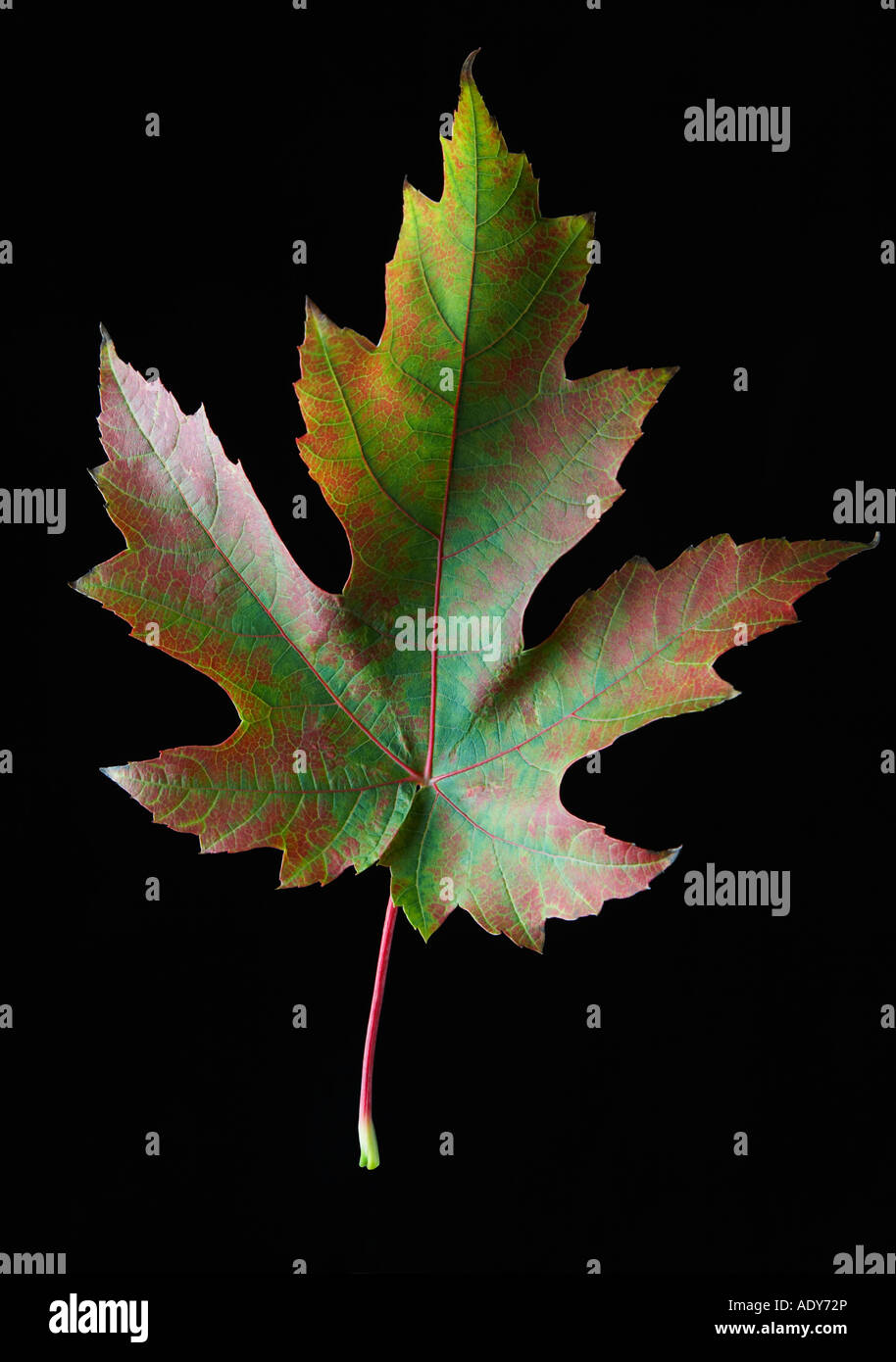 Variegated maple leaf hi-res stock photography and images - Alamy