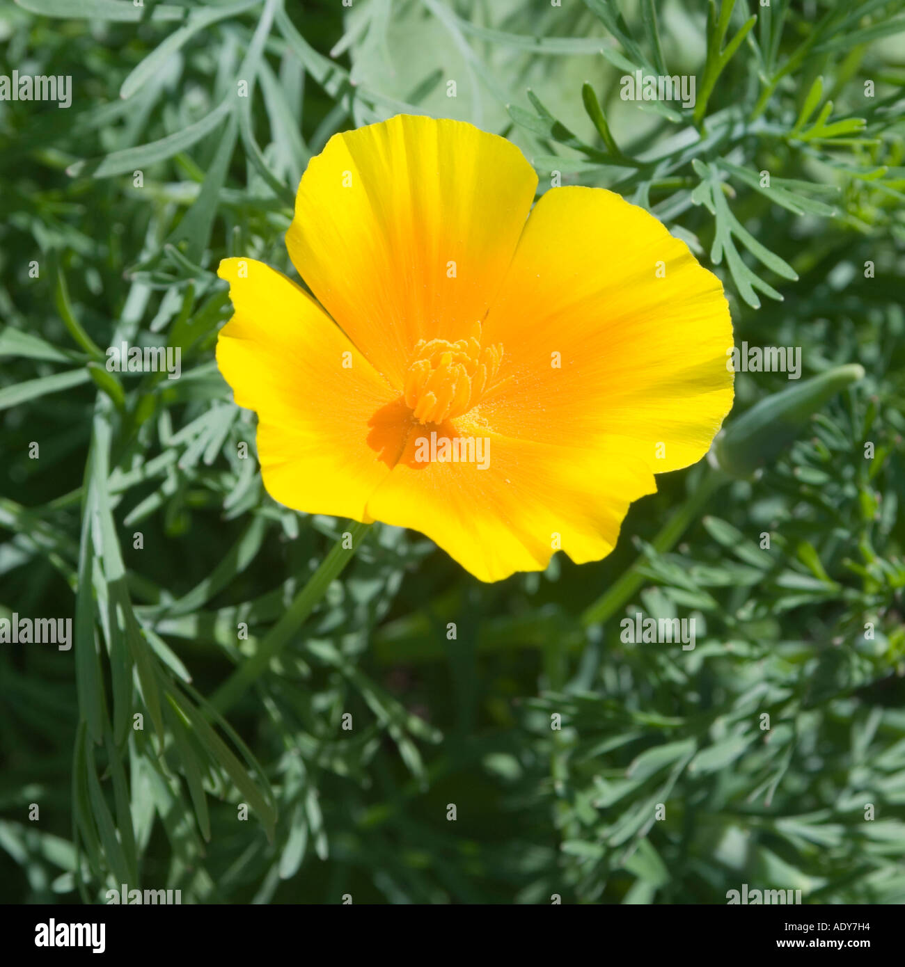 California golden poppy Stock Photo - Alamy
