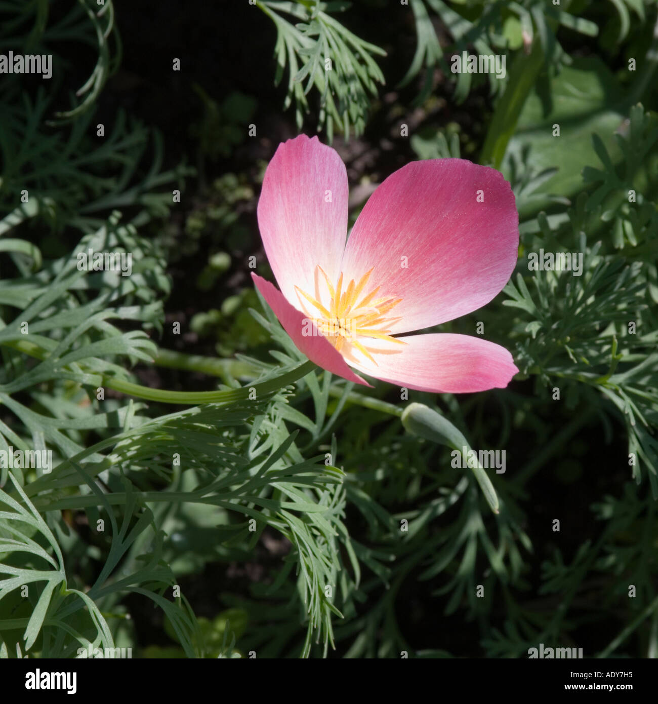 California pink poppy flower Stock Photo - Alamy