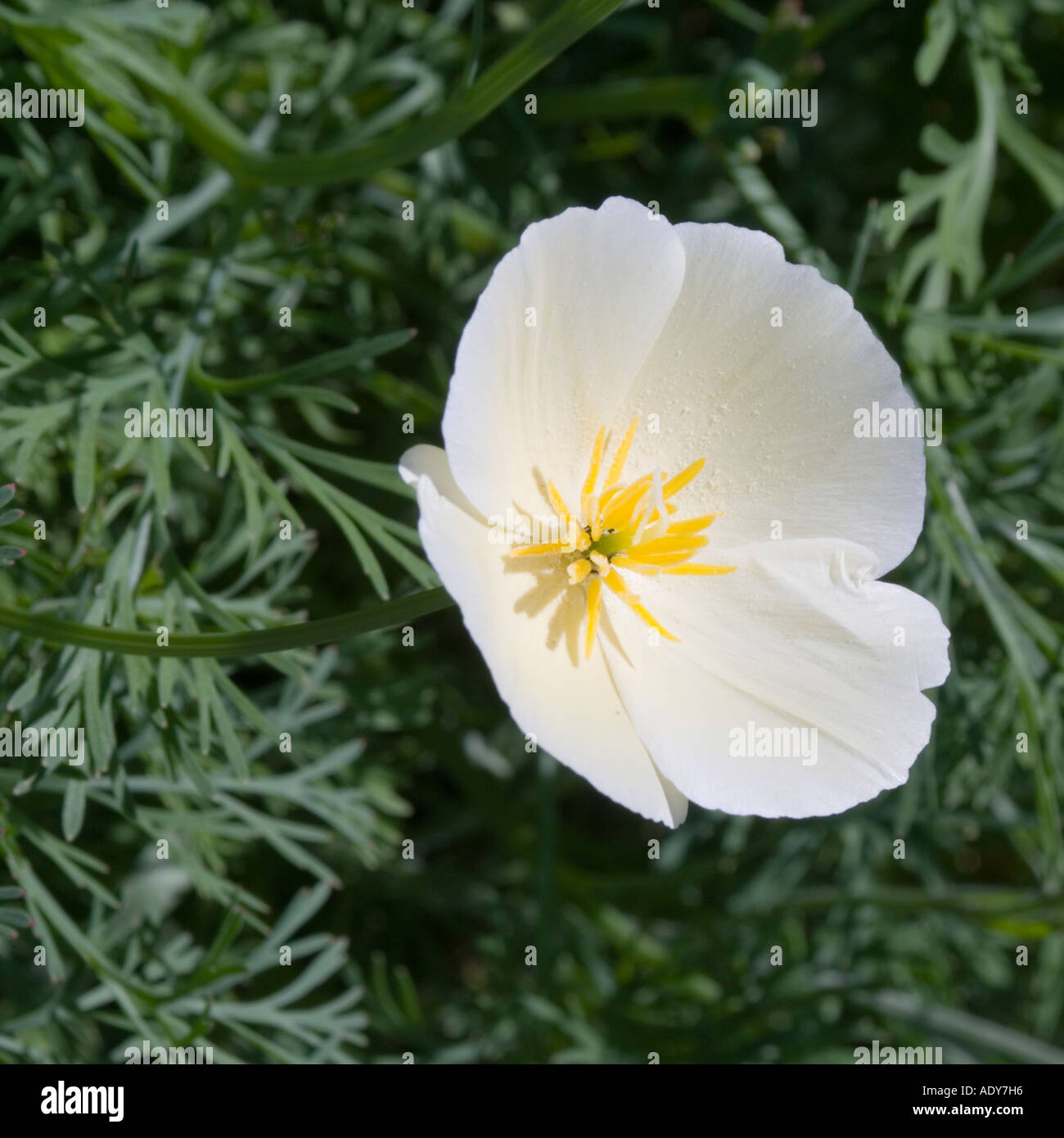 California white linen alba poppy flower Stock Photo - Alamy