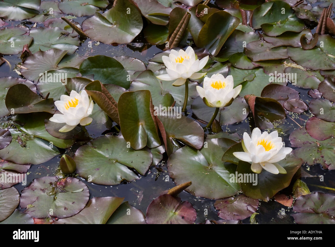 Nymphaea water lily Stock Photo - Alamy