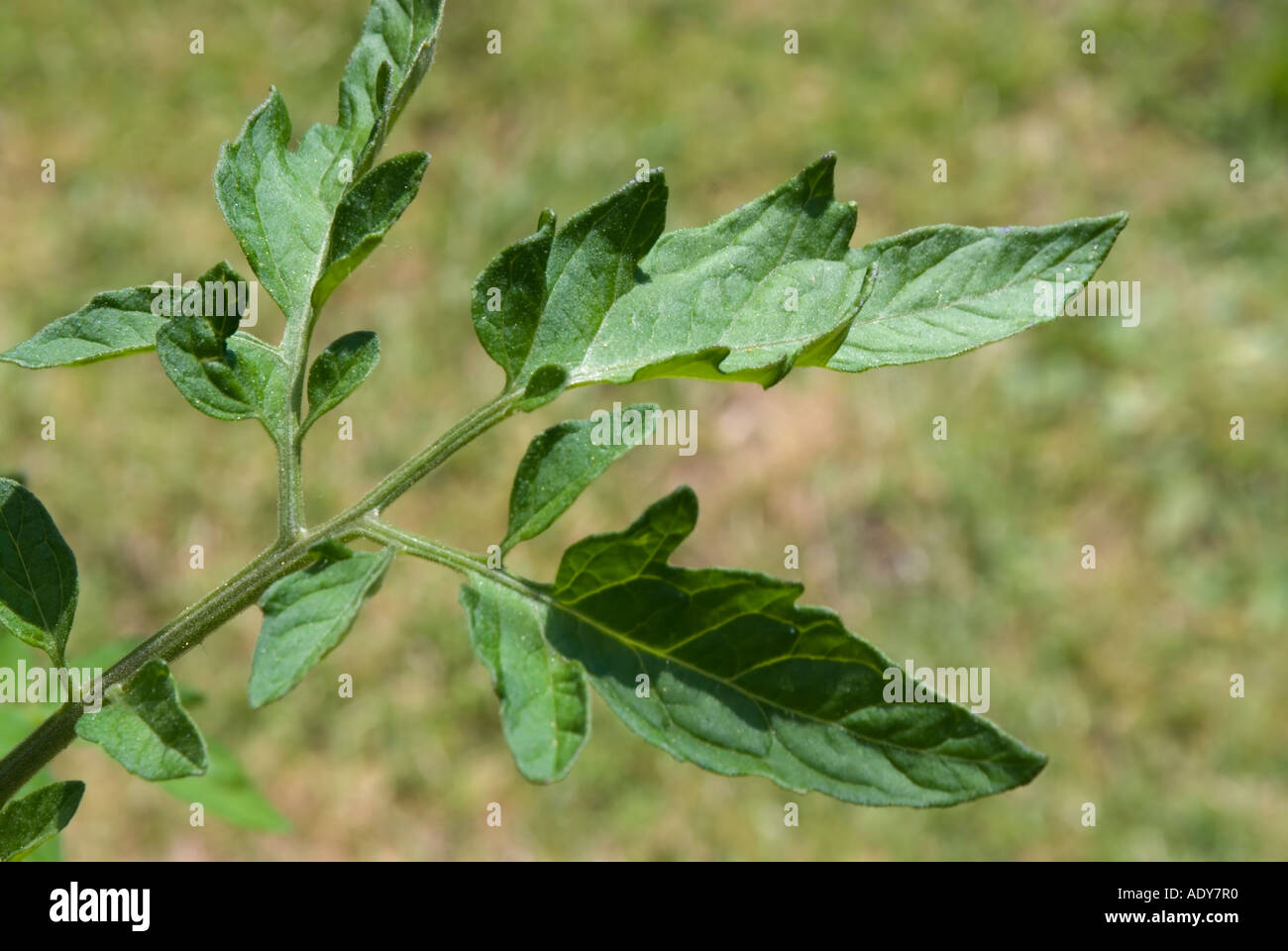 Leaves of a tomato plant Stock Photo - Alamy