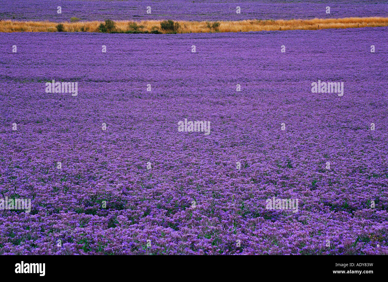 Field of Borage Stock Photo - Alamy