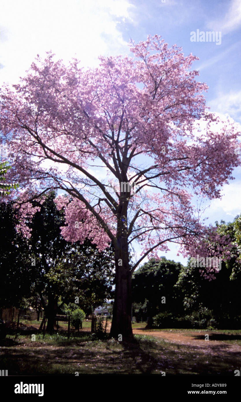 With trunk and b hi-res stock photography and images - Alamy