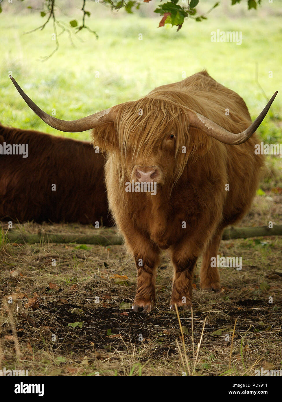 Highland cow Suffolk United Kingdom Stock Photo - Alamy