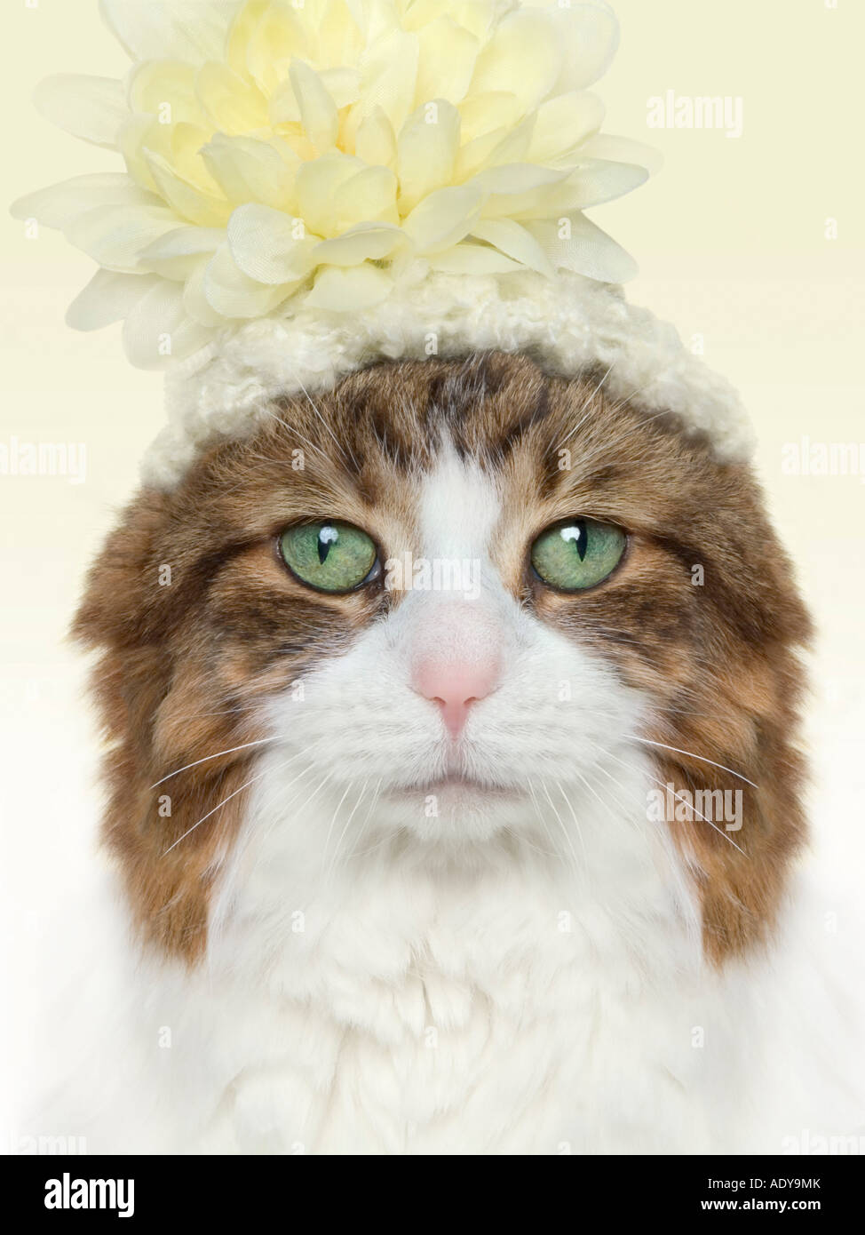 Close-Up of Cat with Flower Hat Stock Photo - Alamy