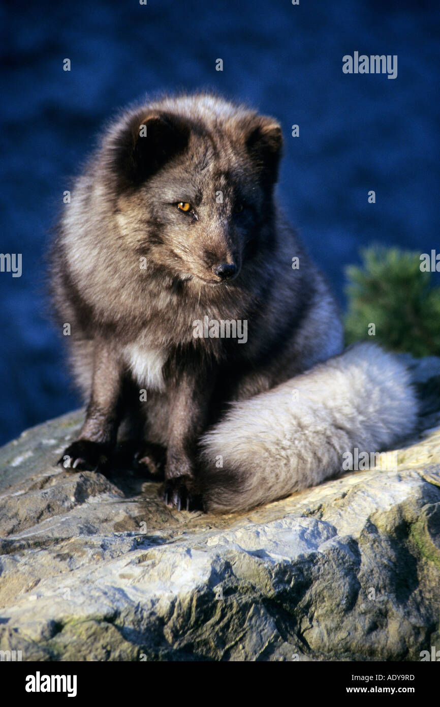 Artic Fox Alopex lagopus Stock Photo - Alamy