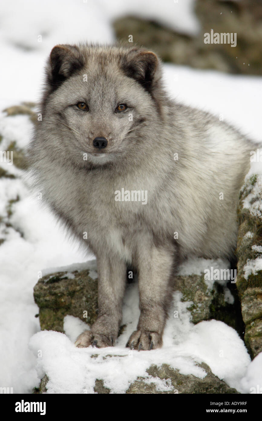 Artic Fox Alopex lagopus Stock Photo - Alamy