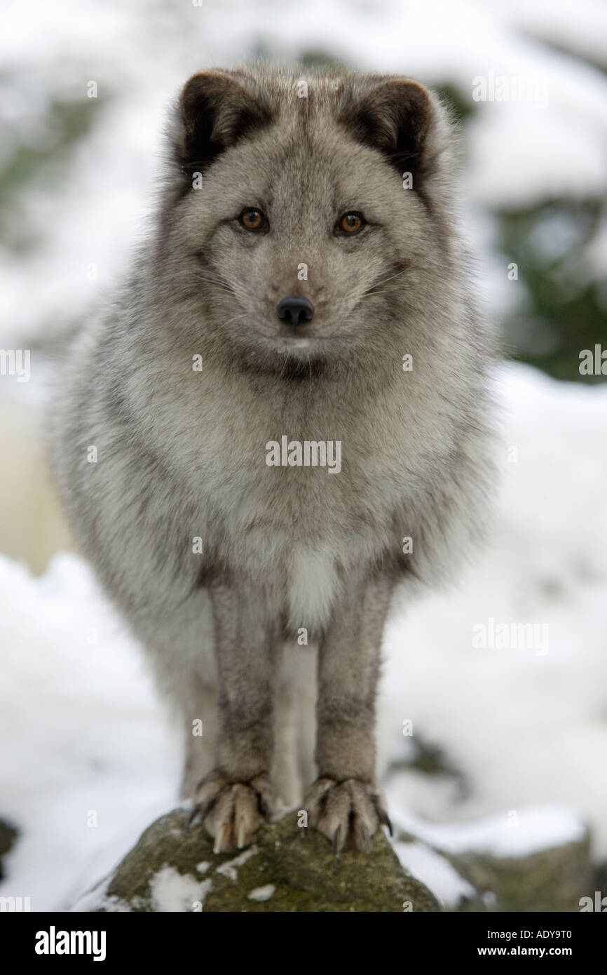 Artic Fox Alopex lagopus Stock Photo - Alamy