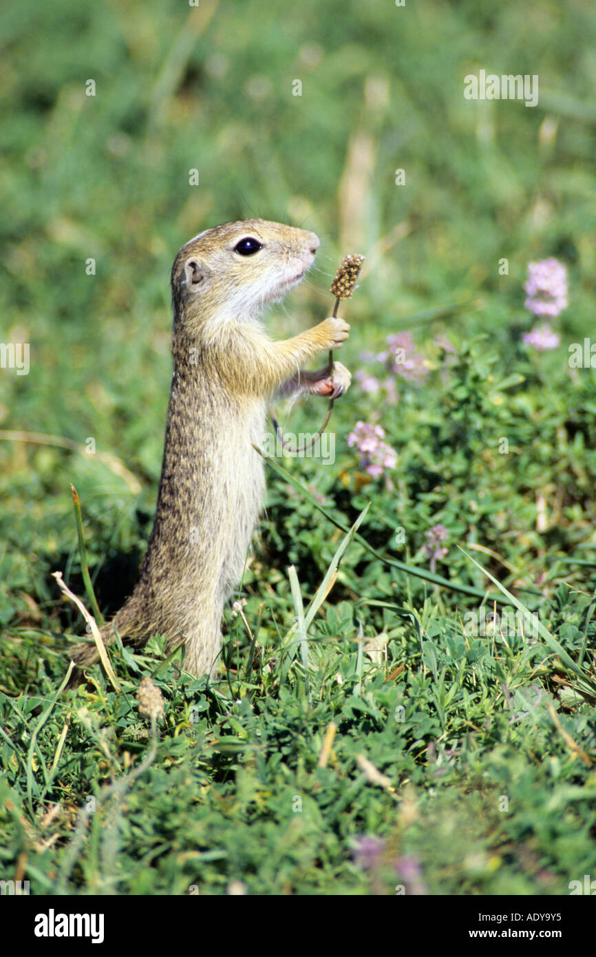 European Suslik Citellus citellus Stock Photo - Alamy