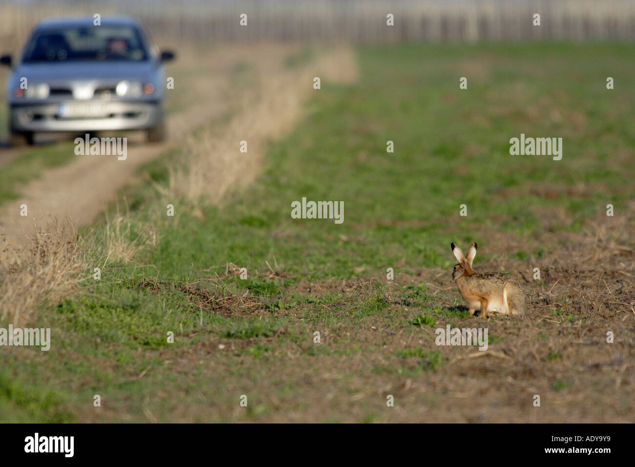 European Hare Lepus europaeus Stock Photo - Alamy
