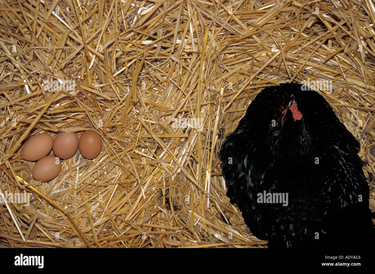 black hen with eggs chicken stable Stock Photo - Alamy