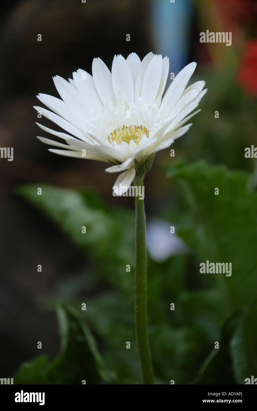 White Gerber daisy flower close up Stock Photo - Alamy