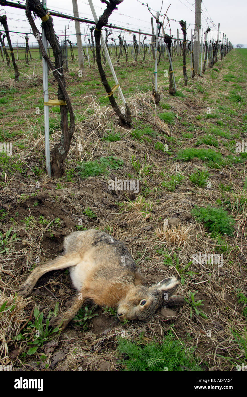 Dead hare lying hi-res stock photography and images - Alamy