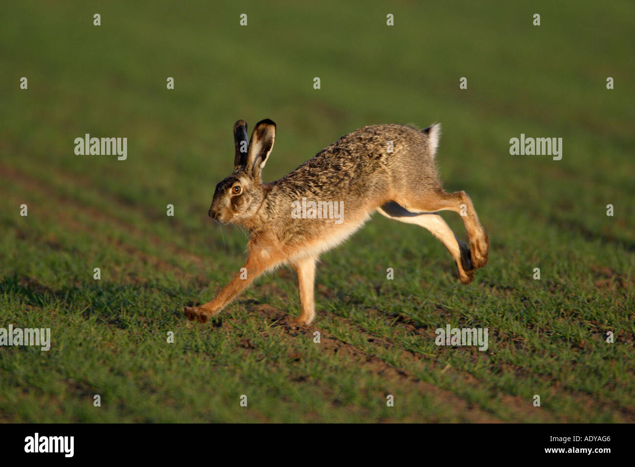 European Hare Lepus europaeus Stock Photo - Alamy