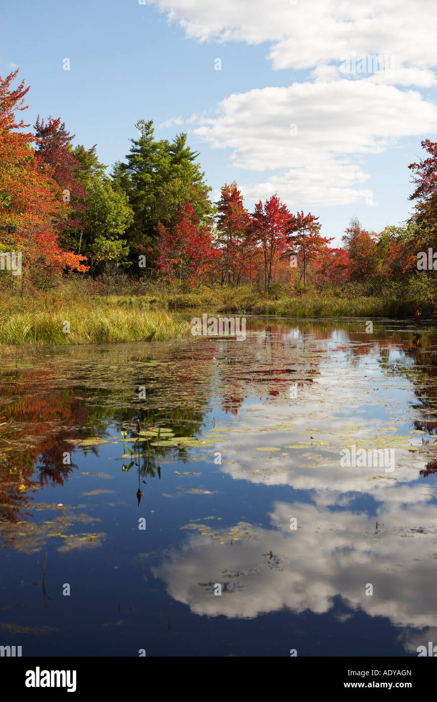 Swamp in Autumn Stock Photo - Alamy
