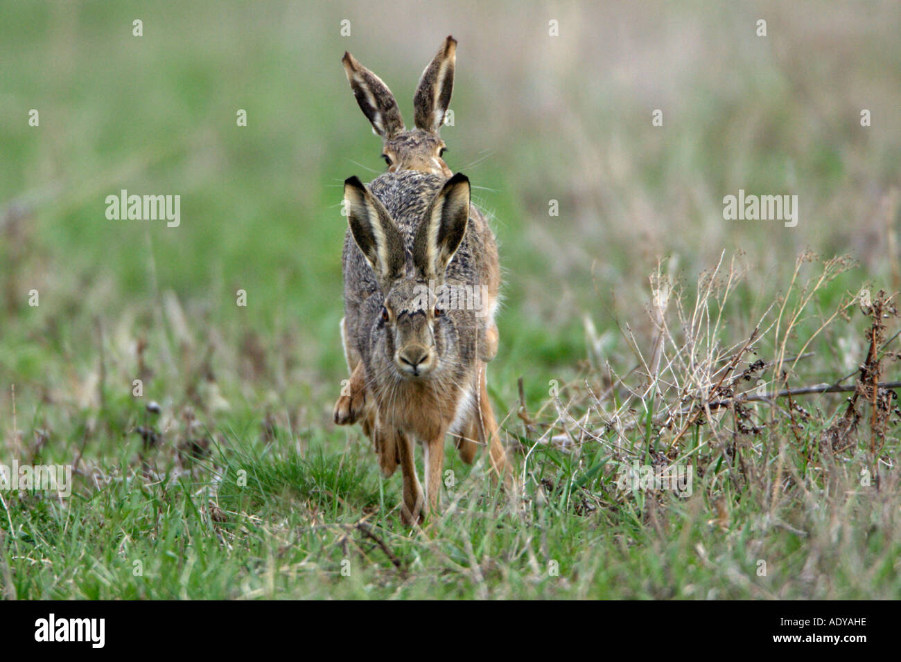European Hare Lepus europaeus Stock Photo - Alamy