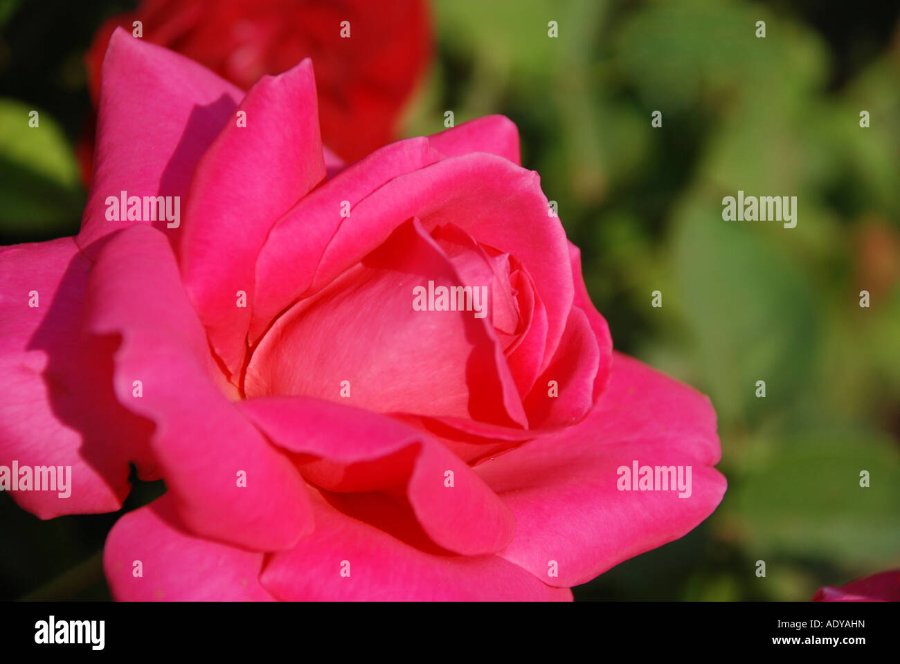 pik rose in green garden Stock Photo - Alamy